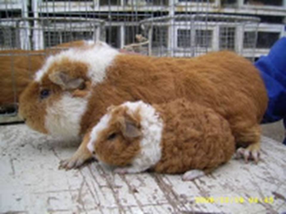 CUY ATC | Agropecuaria ATC.