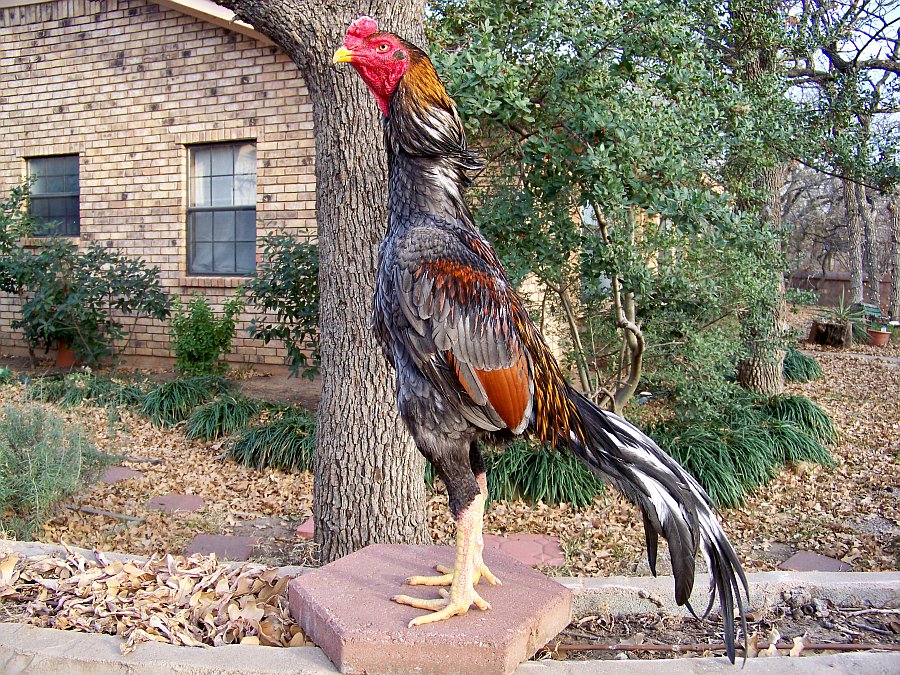 GALOS DE COMBATE BRASIL #2021: Tratamento após combate