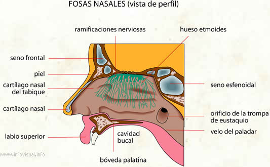 El Cuerpo Humano: Nariz y fosas nasales
