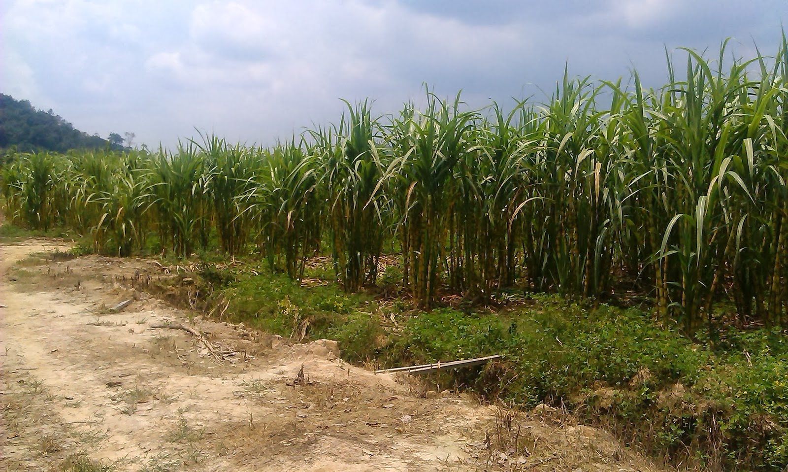 anak2baharum: Lawatan ke Ladang Cendawan dan Ladang Tebu di Kuala Pilah