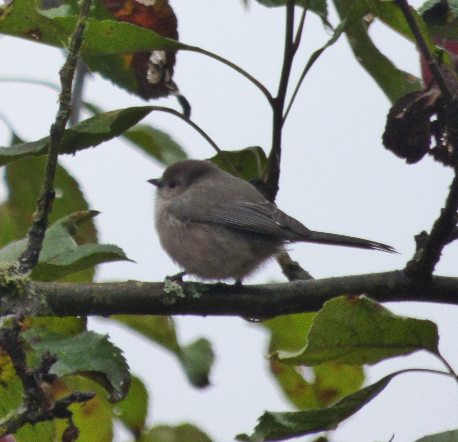 Birds: Fink Family Farm Bird List