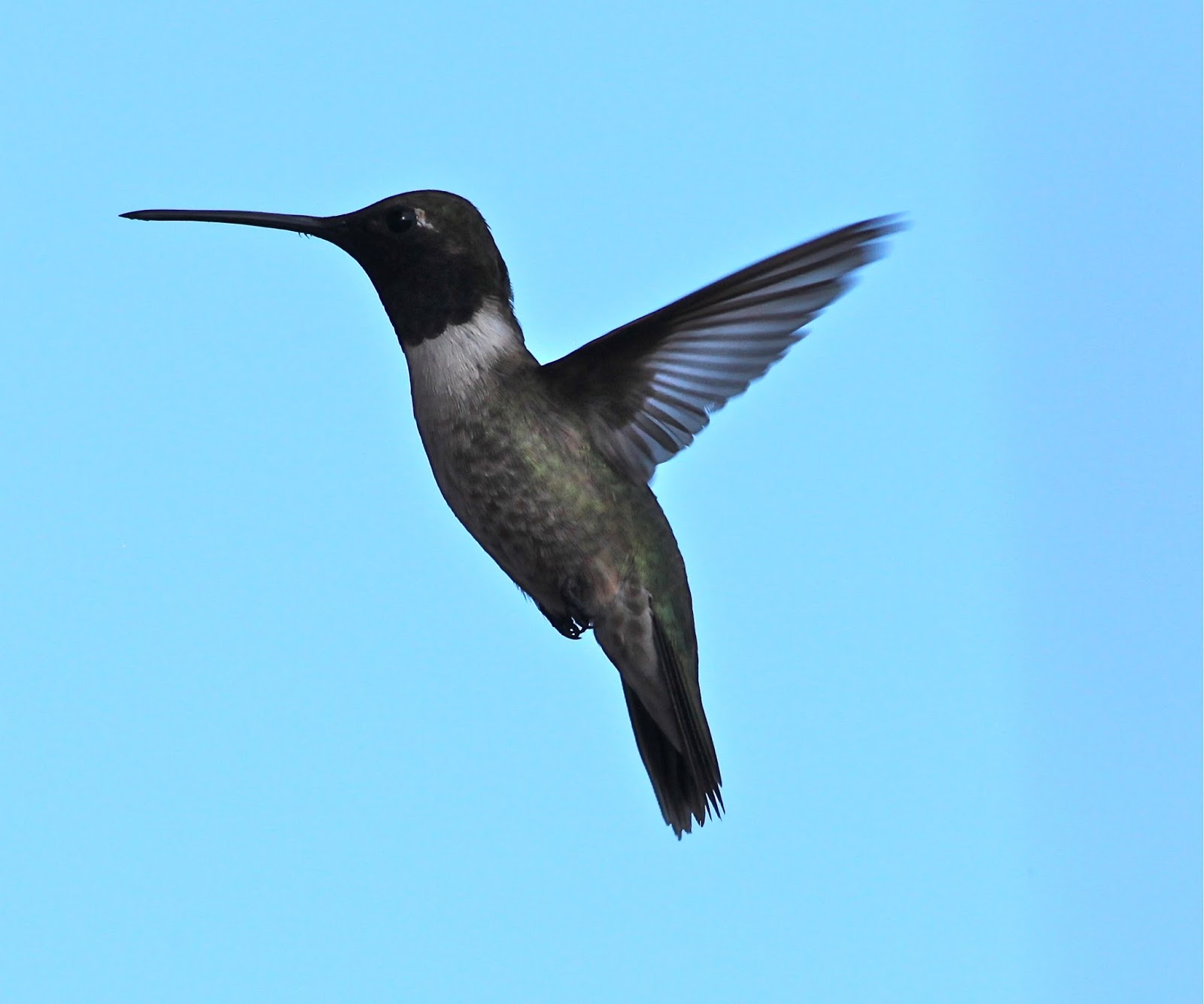 Birding Is Fun!: New Mexico Hummingbird Festival 2013
