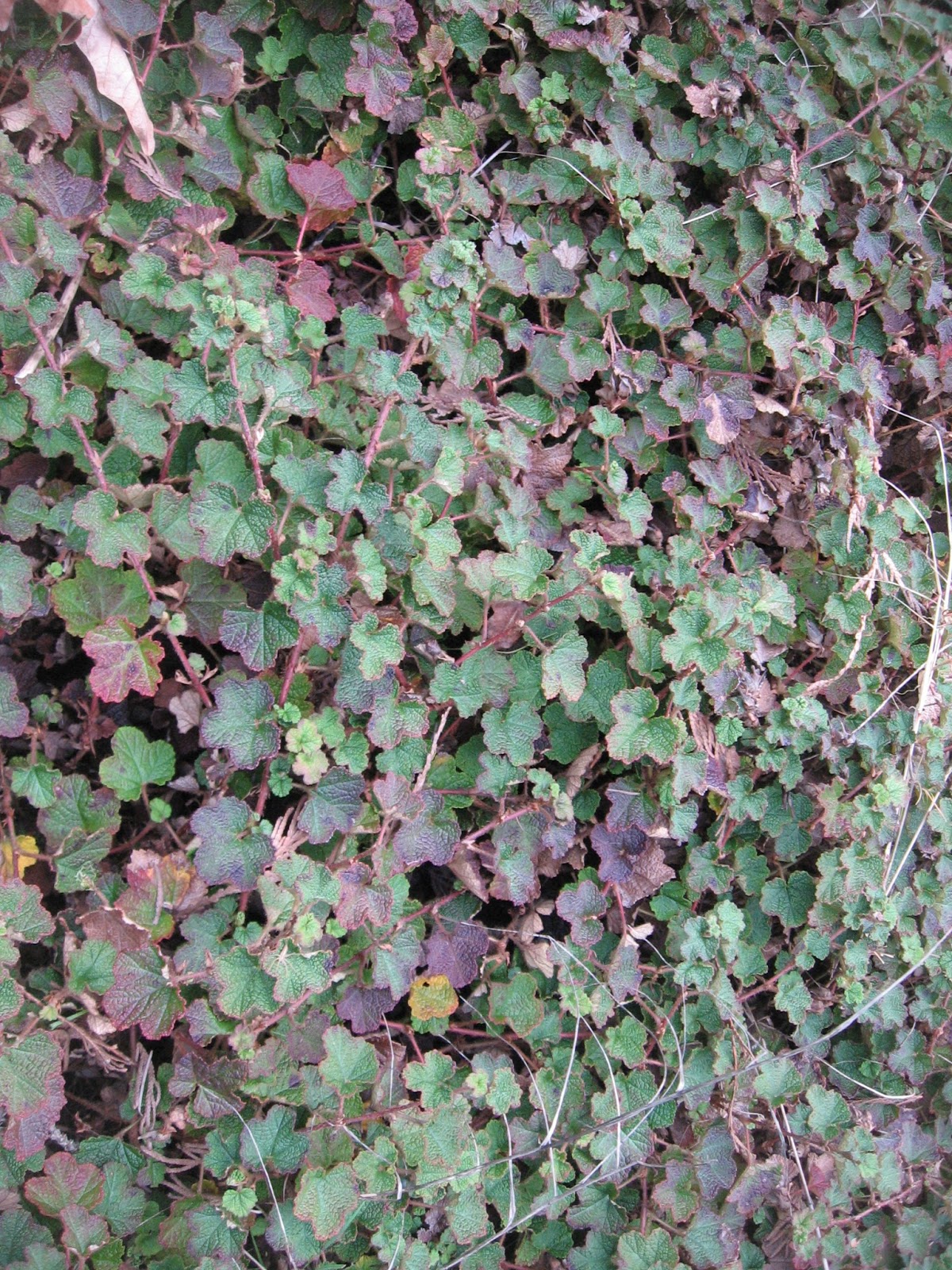 Weeding on the Wild Side: Enduring Evergreen Ground Covers
