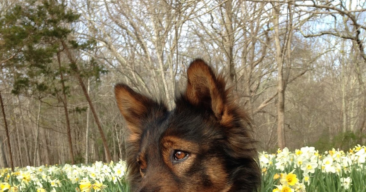 pawsgo: Life is sweeter with a dog