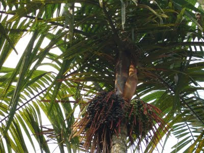 Na Mira do Leitor: Conhece o sabor da bacaba, leitor?