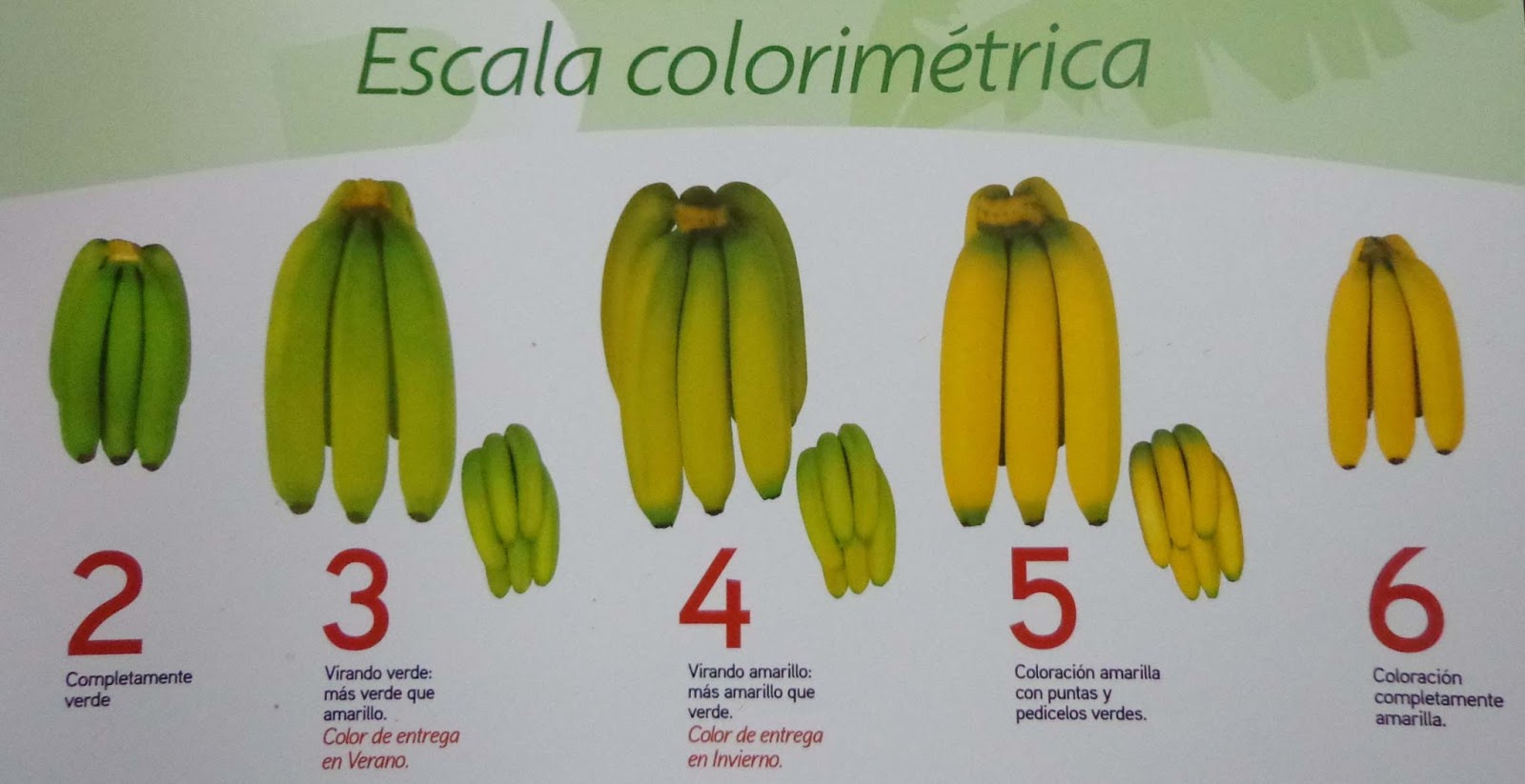 El mundo del Marine Surveyor (Capt.V.Massey): BANANAS ESCALA COLORES