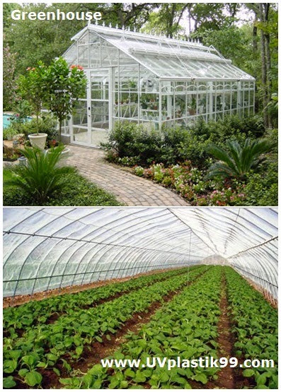 GREEN HOUSE: Fungsi, Manfaat & Kegunaan Greenhouse