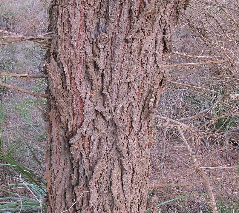Esperance Wildflowers: Allocasuarina huegeliana – Rock Sheoak