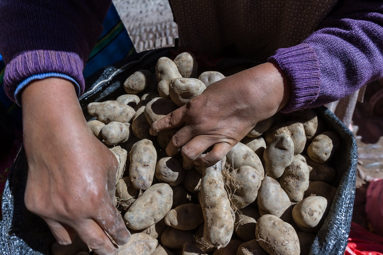 eScienceCommons: 'Potato gene' reveals how ancient Andeans adapted to ...