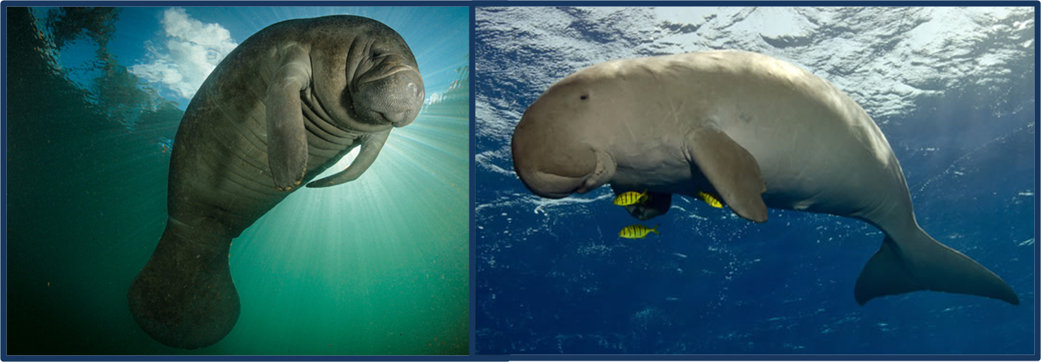 WONDERS OF NATURE: Manatíes y Dugongos