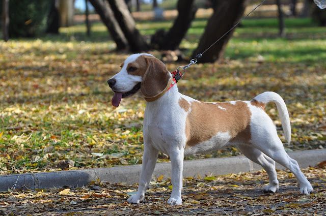 Become a Dog-Walker: Getting Started on Wag