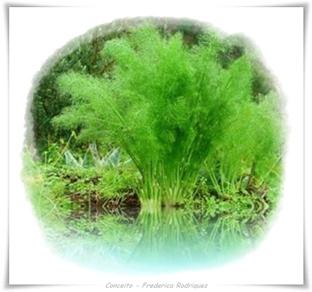 Olhar Sobre Adiça: Funcho - Foeniculum vulgare