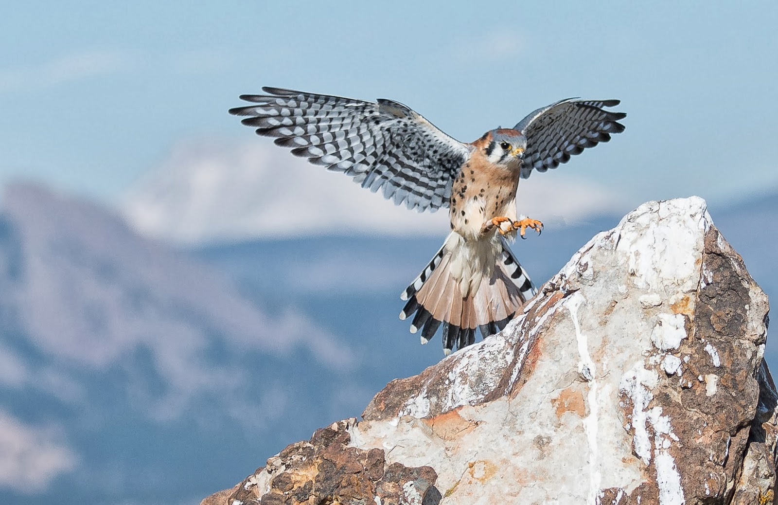 photoscope: Falcons and Hawks of the Rocky Mountains