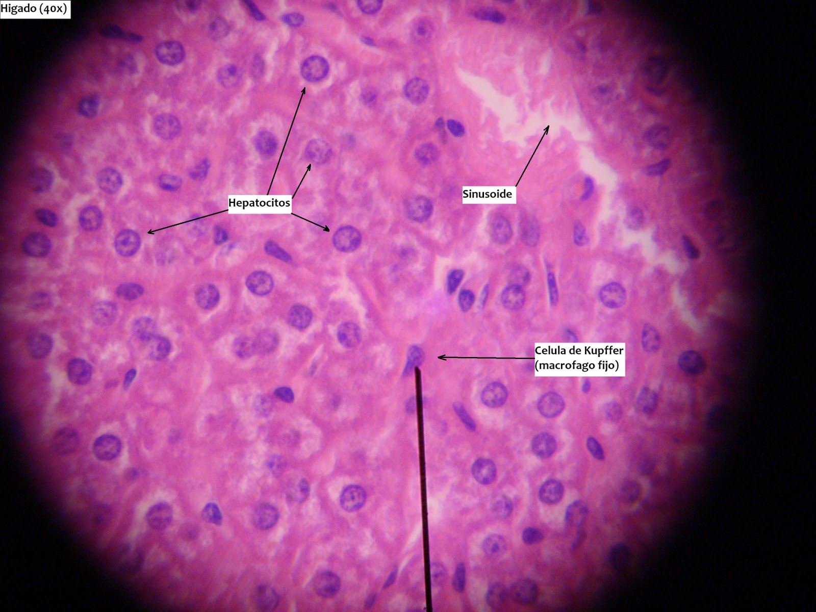 Medicina - Histología Humana / Medicine - Human Histology: Histologia ...