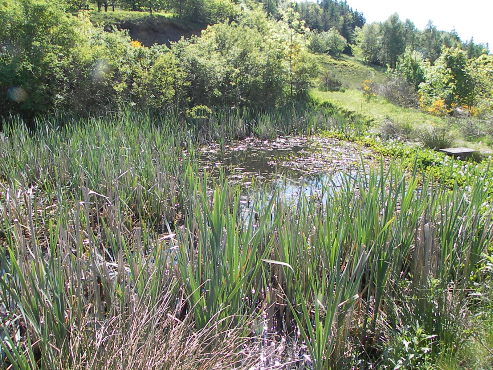 Calderdale Wildlife: Oats Royd Nature Reserve