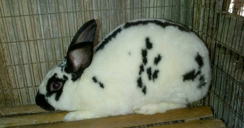 Mengenal jenis-jenis dan Bangsa Kelinci Ternak dan Hias - Memelihara ...