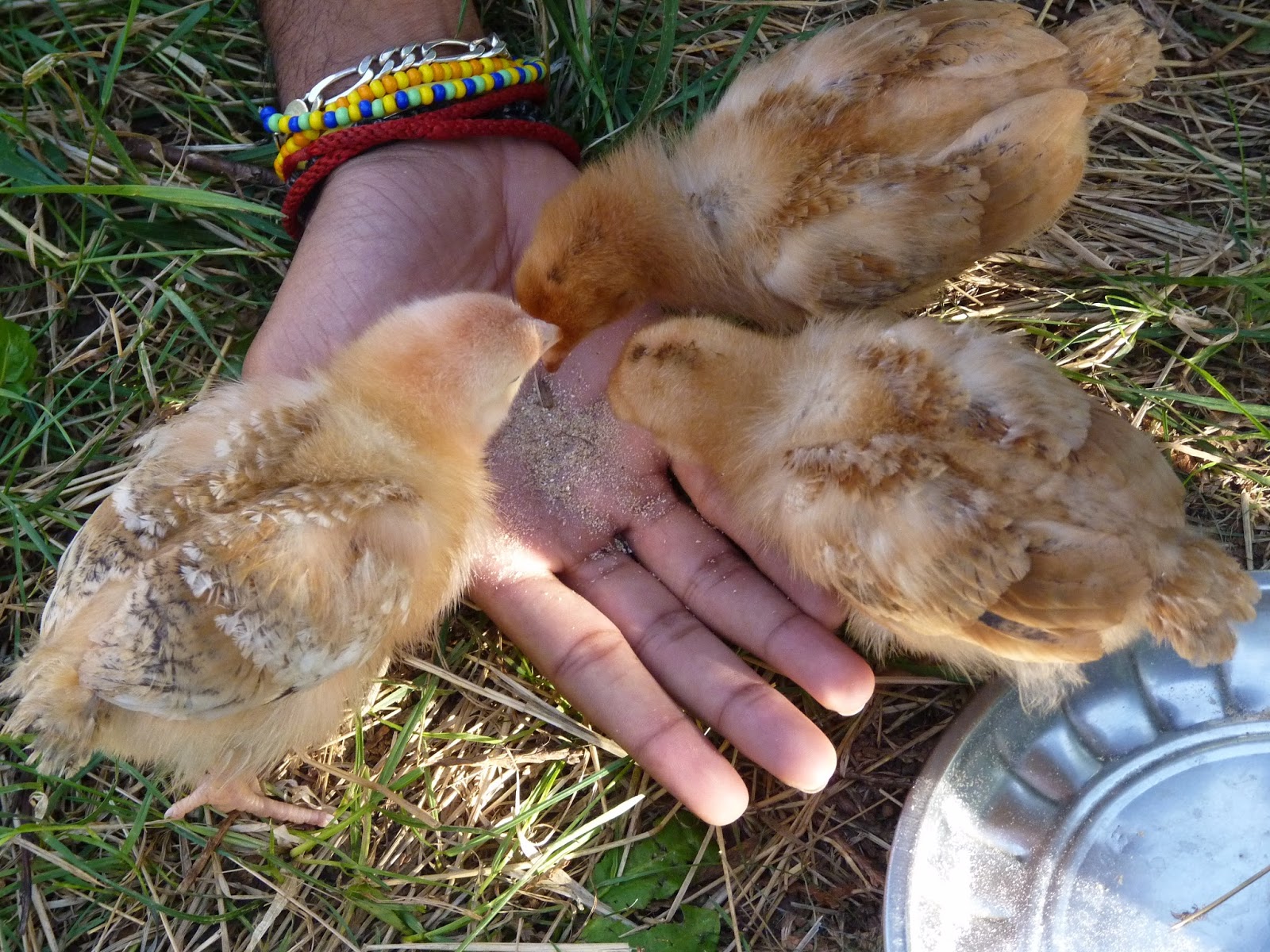 Poussins Mignons Magic: LES PHOTOS DES POUSSINS