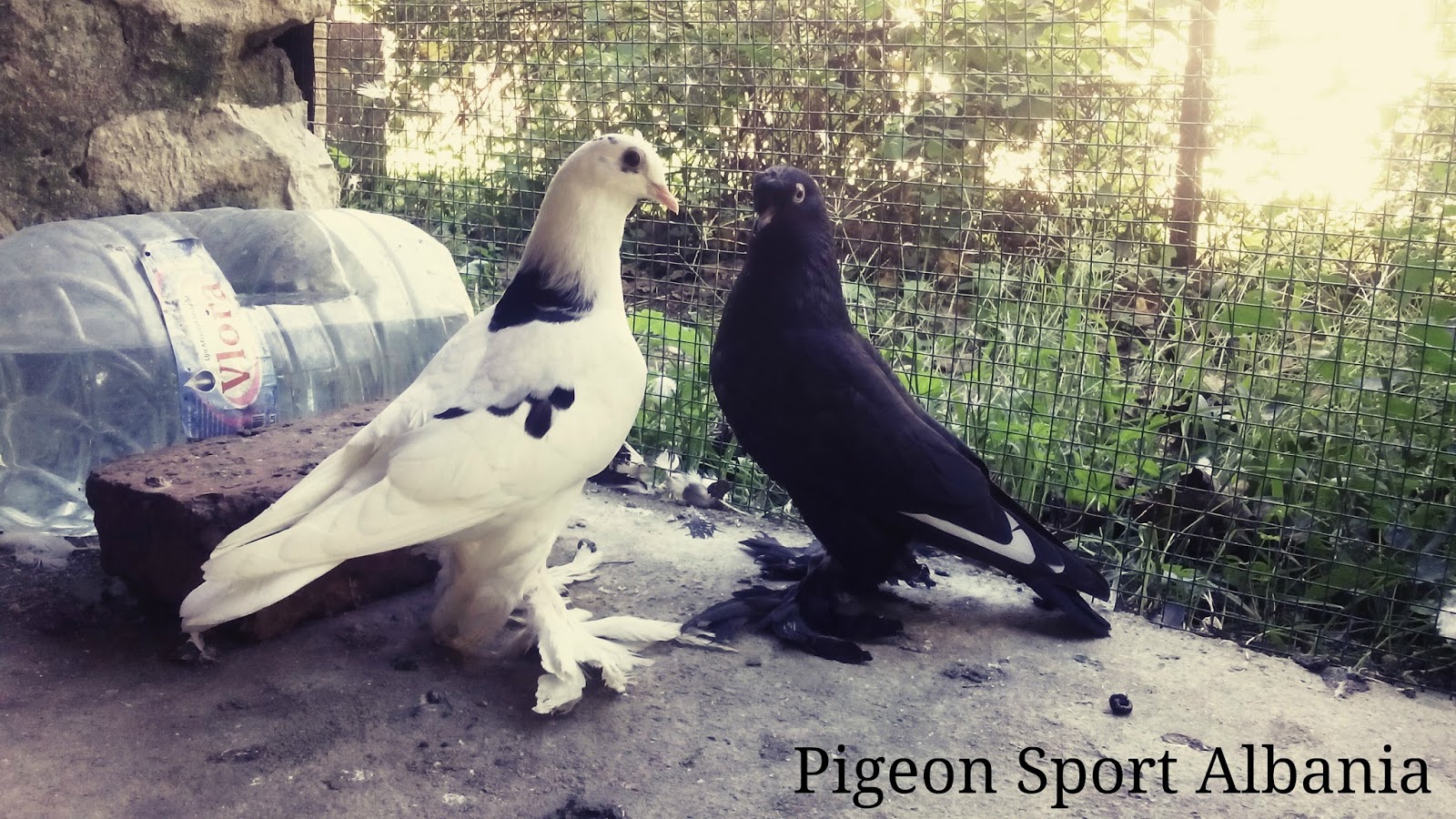 PIGEON SPORT ALBANIA: Pellumba me cafk para (PIGEON 7 ALBANIA)
