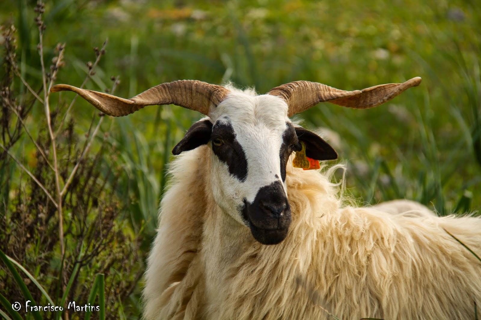 Serra e Mar: Ovelha churra algarvia