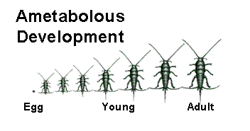 Tahap Pasca Embrio - Pertumbuhan dan Perkembangan Hewan | de Biology
