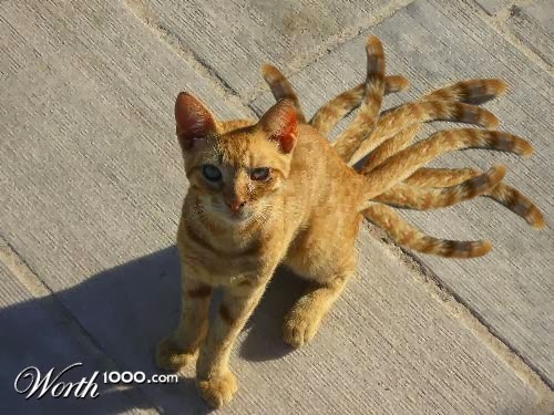 Quantum Non-Linearity: Of Comet Tails and Cat Tails