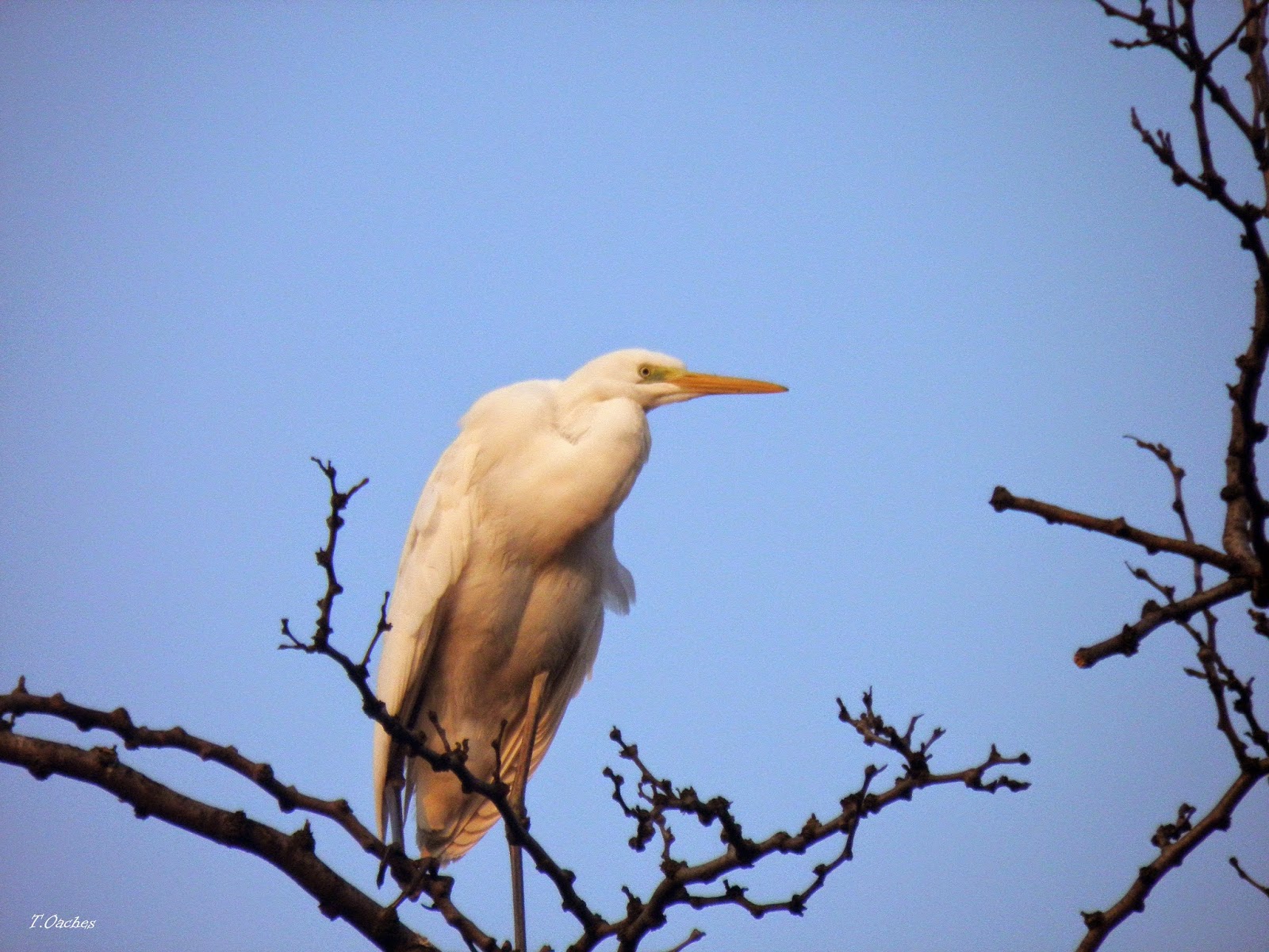 PASARI DIN ROMANIA: EGRETA MARE, Ardea alba