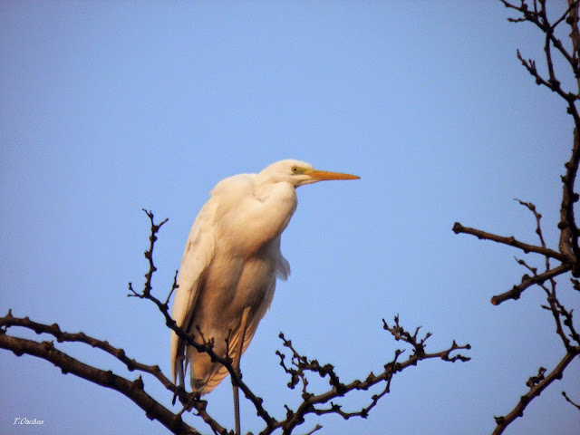 PASARI DIN ROMANIA: EGRETA MARE, Ardea alba