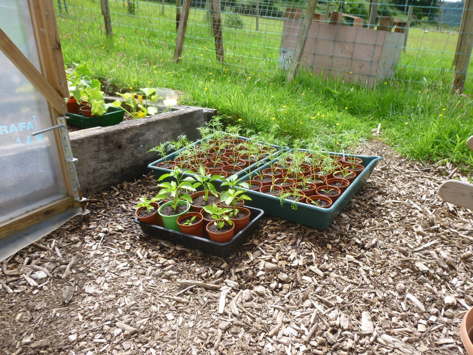 Our New Life in the Country: Sowing Seeds for Car Boot Selling