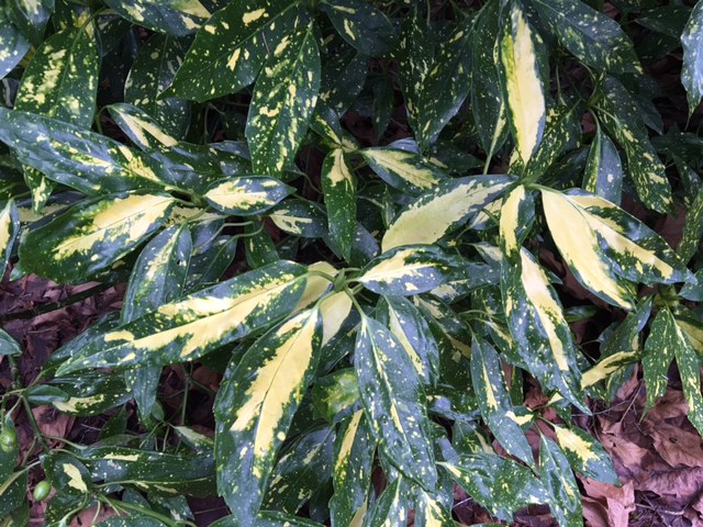 Shoreline Area News: In the Garden Now: Gold Dust Plant