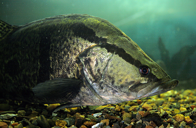 Flyfishing Russia: Mandarin bass