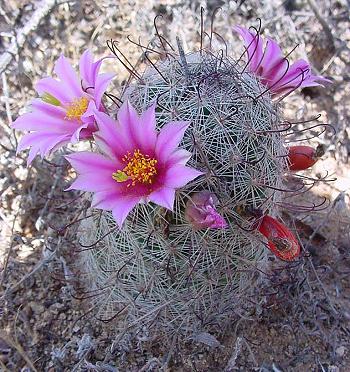 Practical Biology: science for everyone: How To Identify a Cactus