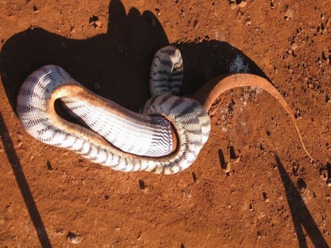 Snake eats giant lizard (15 pics) | Amazing Creatures