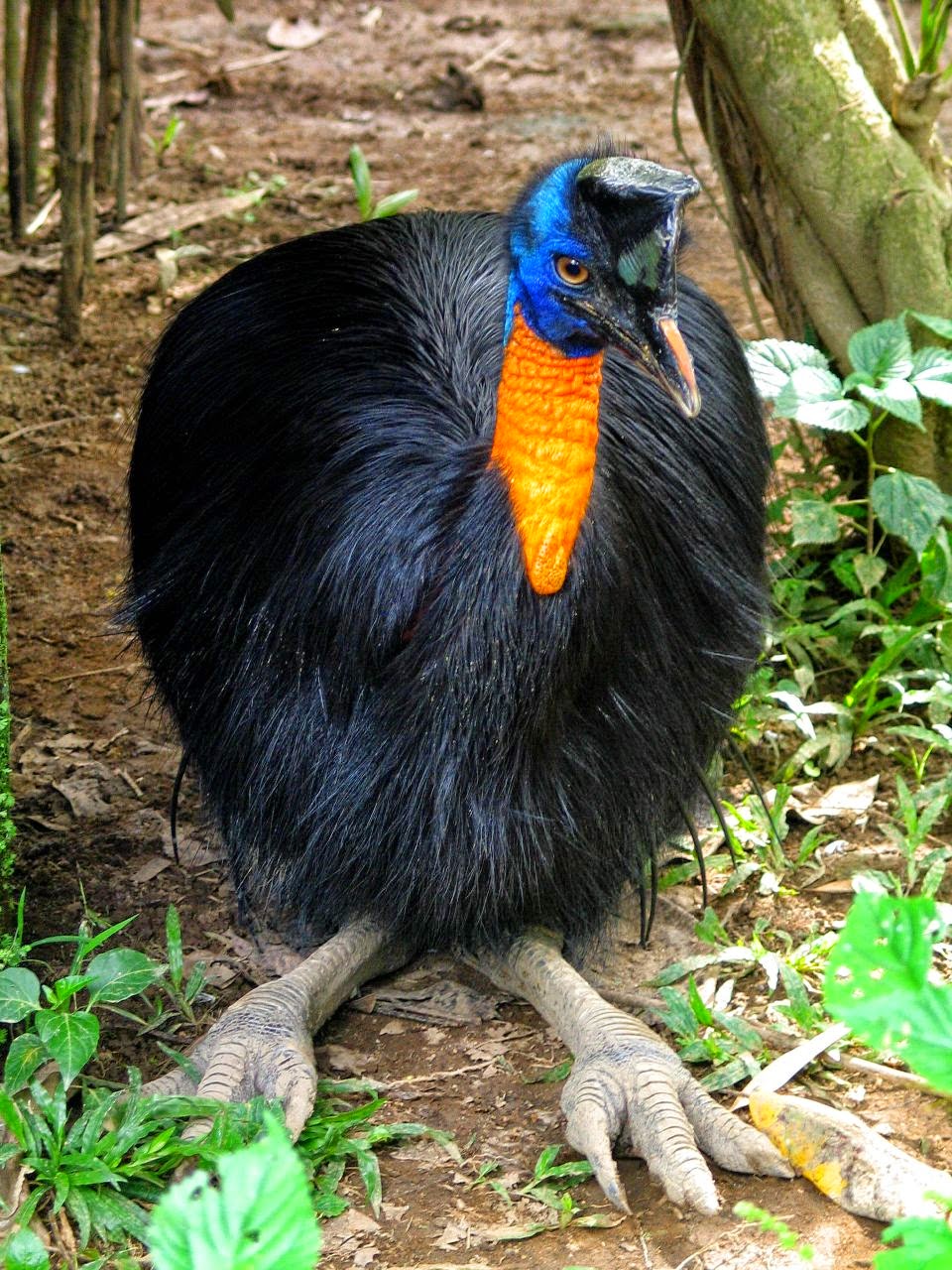 CASSOWARY photos - wallpapers (ανανεωμένο) | the fun bank