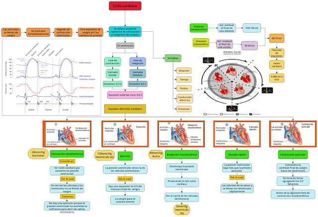 CICLO CARDIACO
