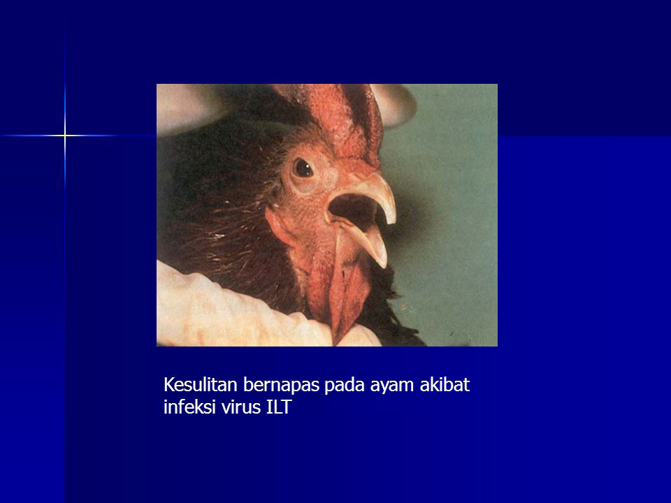 Infeksi Viral Pada Ayam