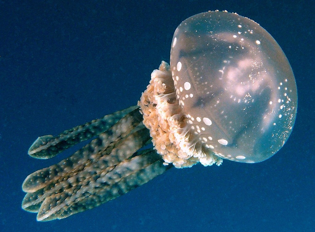 Info animales: MEDUSAS VERDADERAS