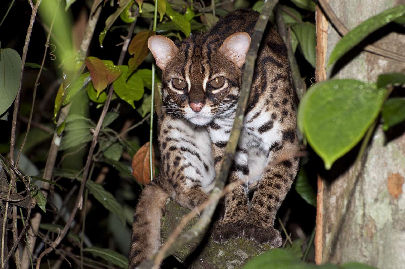 Foto Kucing Hutan Sudah Dilihara Terlucu