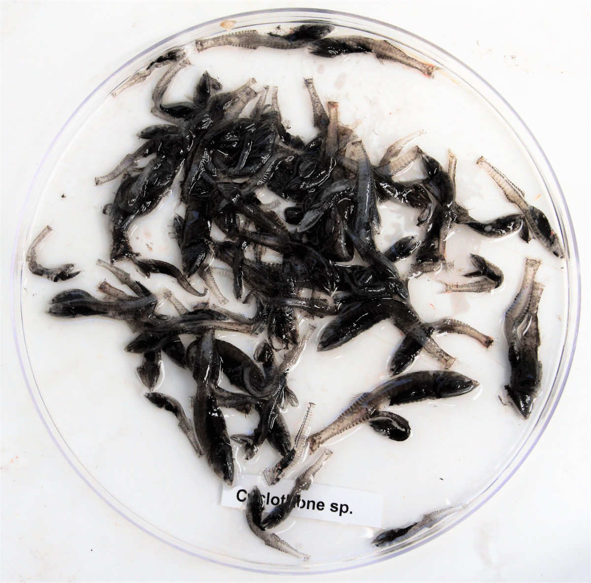 Adventures of a Marine Biologist: May 2017