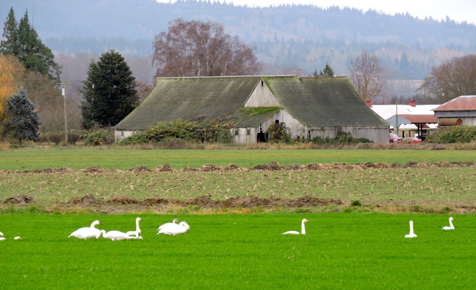 Scene Through My Eyes: Barns and Trumpeter Swans