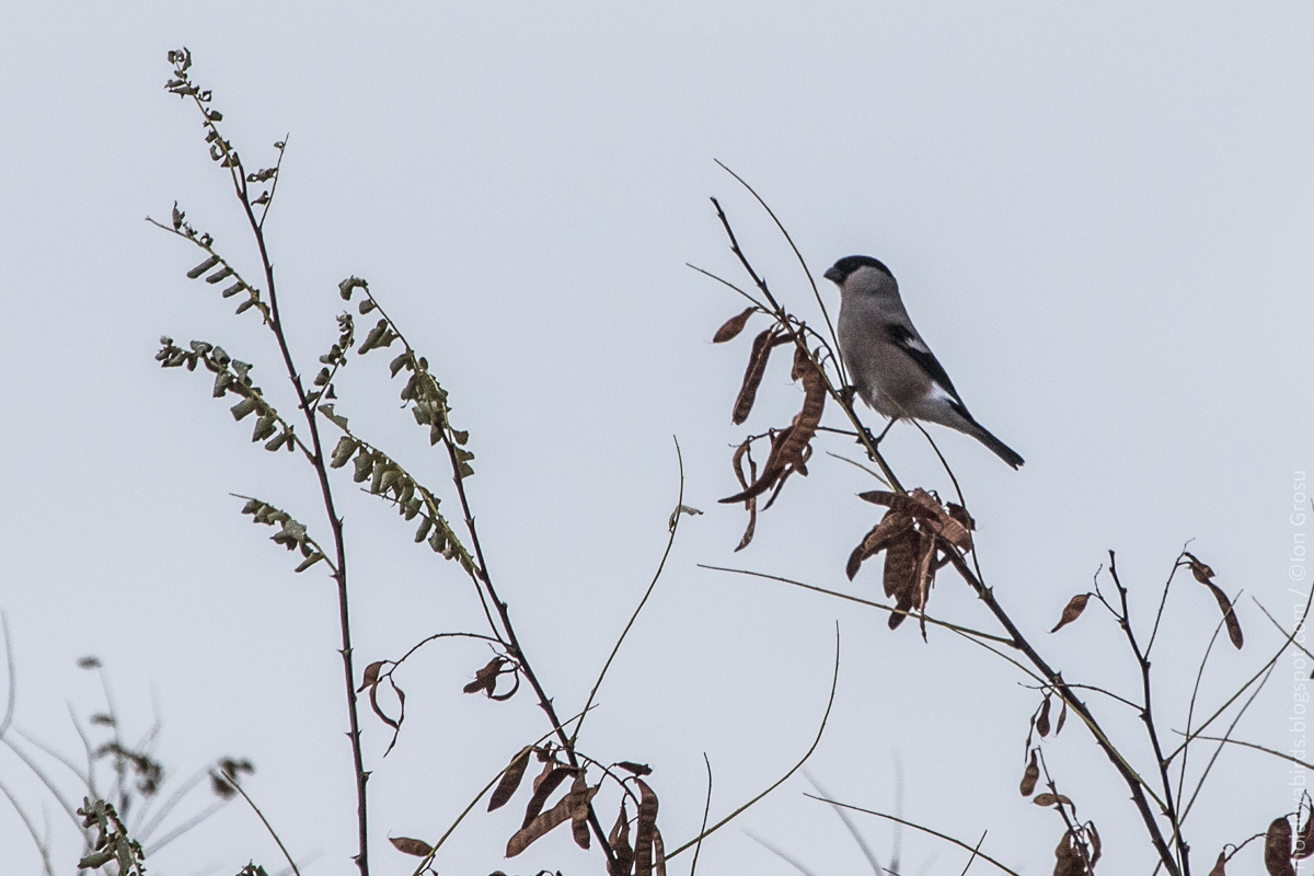 Păsări din Moldova: decembrie 2016