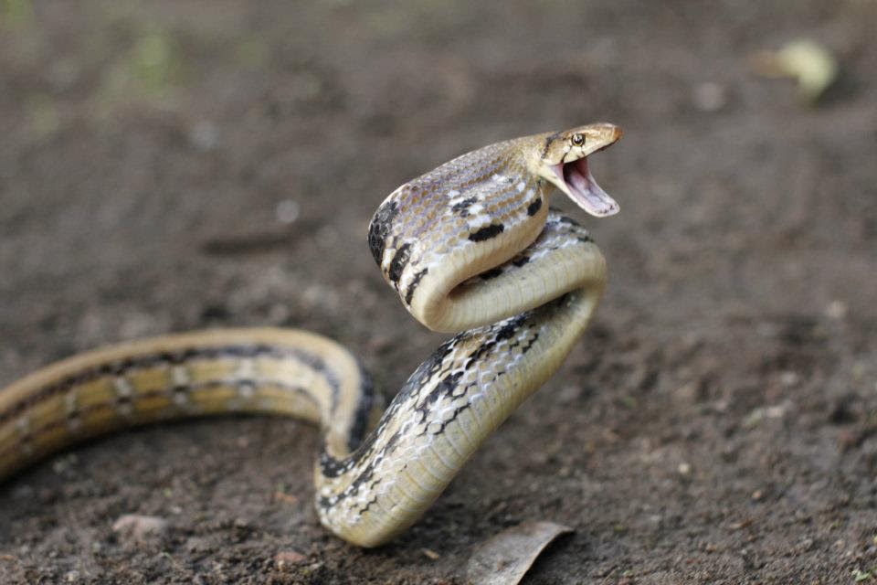 Indonesia Snake Removal & Rescue: Mengapa ular menggigit?
