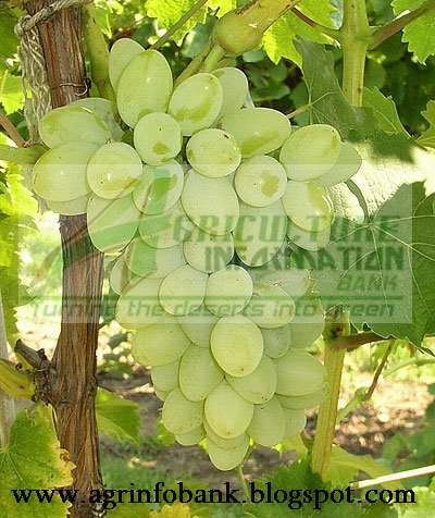 Pakistan: high value early maturing grapes varieties for monsoon rain ...
