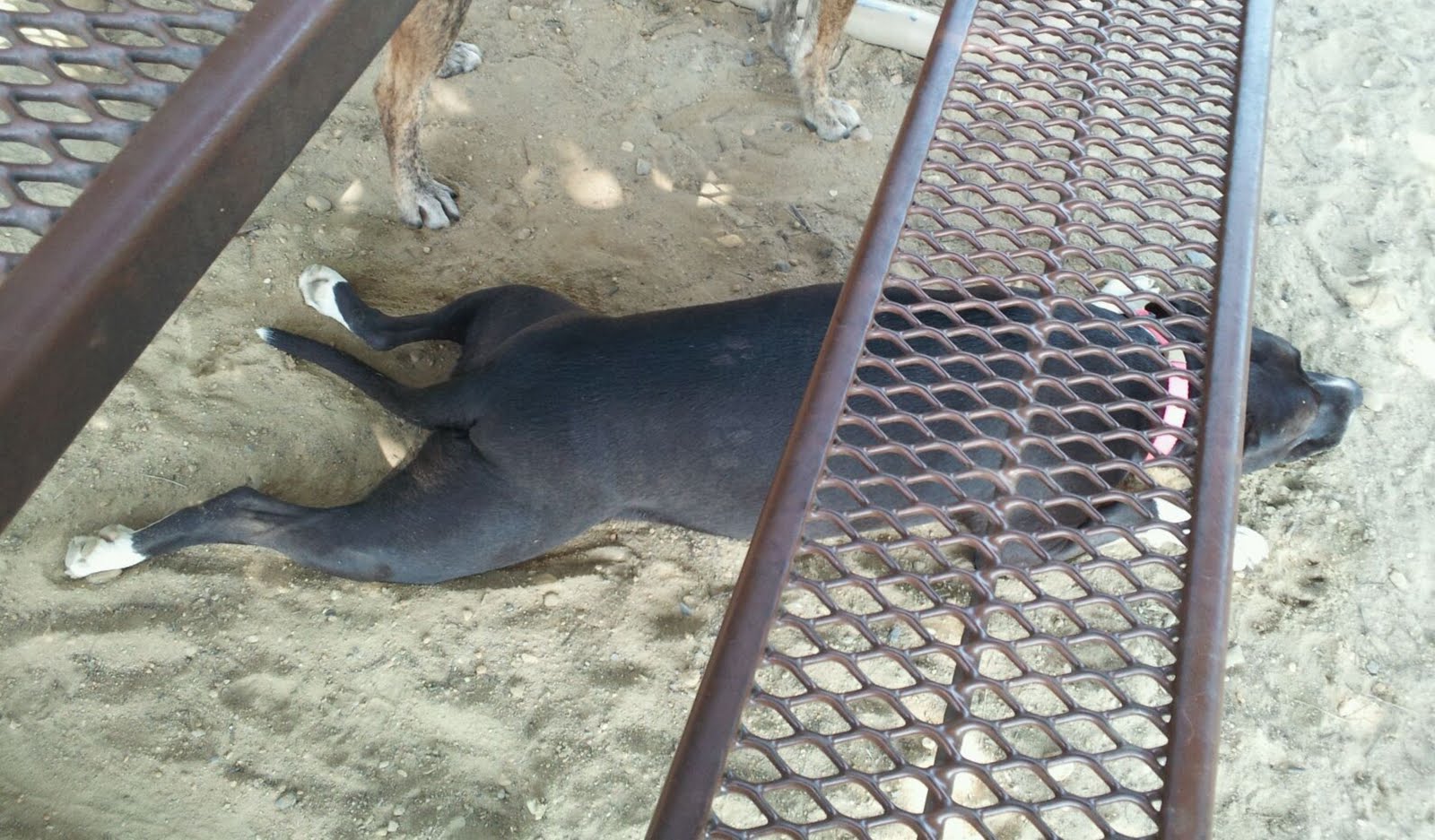 Pit Bull Frogs: Pit Bull Frog Photos