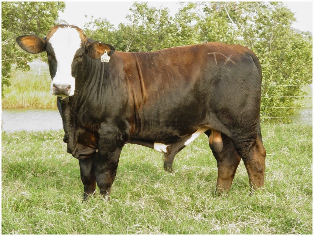 Generalidades de la Ganadería Bovina.: Simbrah