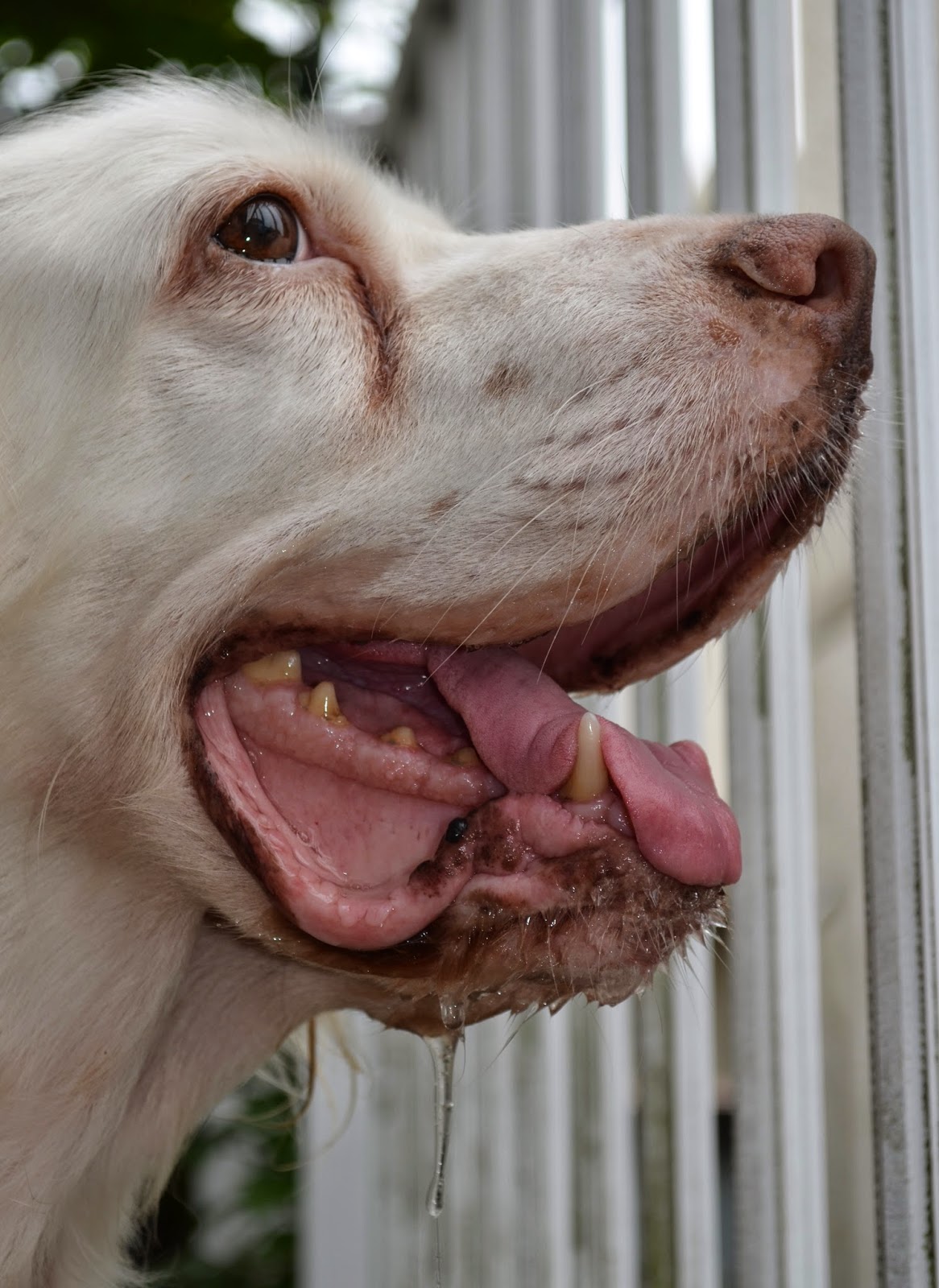Gundog rescue Claire: Drooling Dog