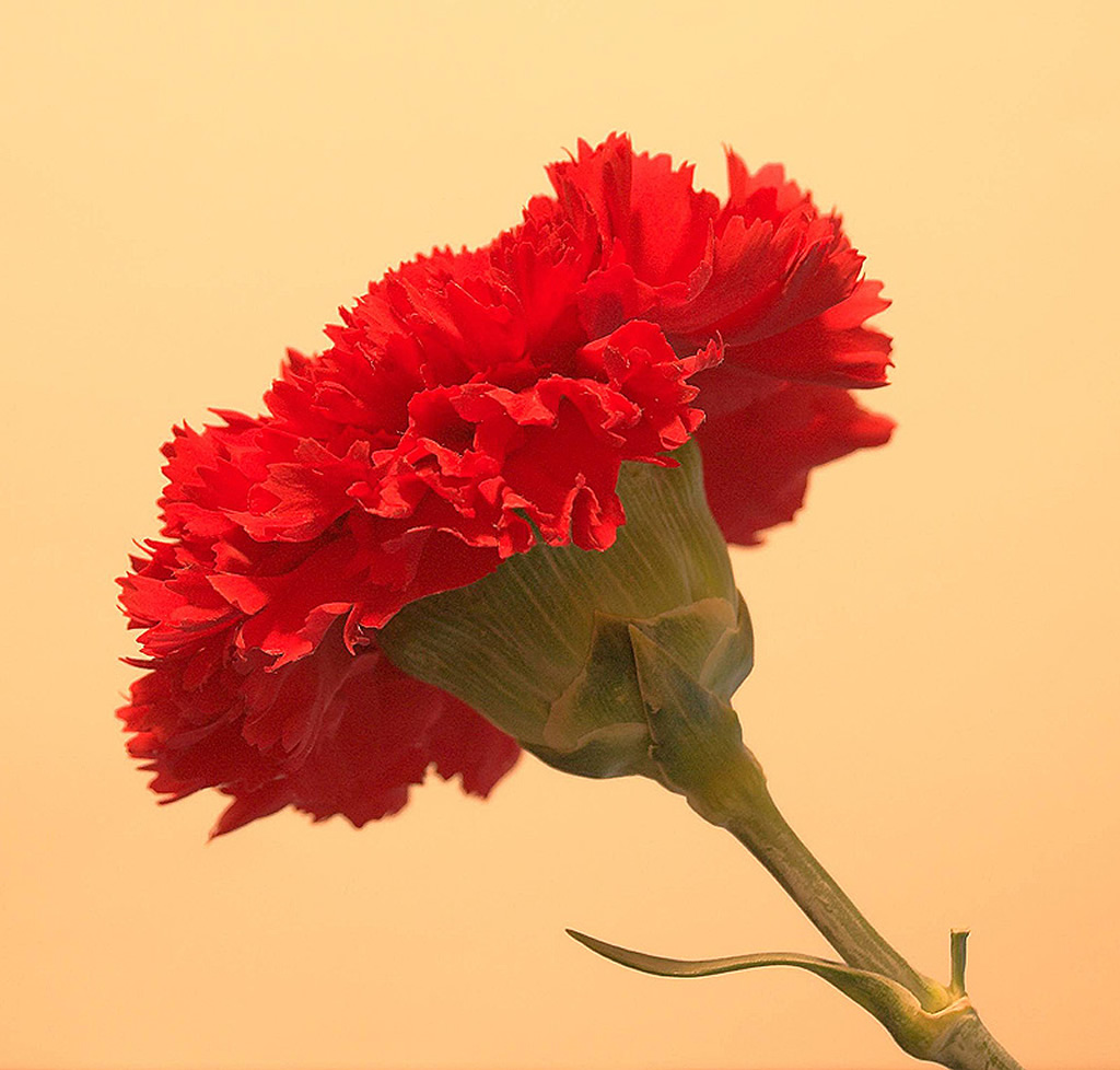 Clavel | HD Walls | Find Wallpapers