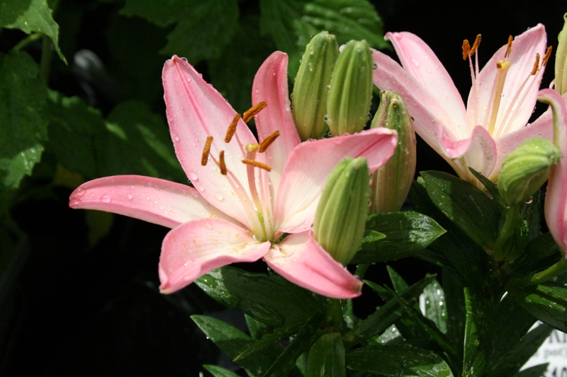The Flower Bin: Planting Asiatic and Oriental Lilies The Flower Bin: Planting Asiatic and Oriental Lilies