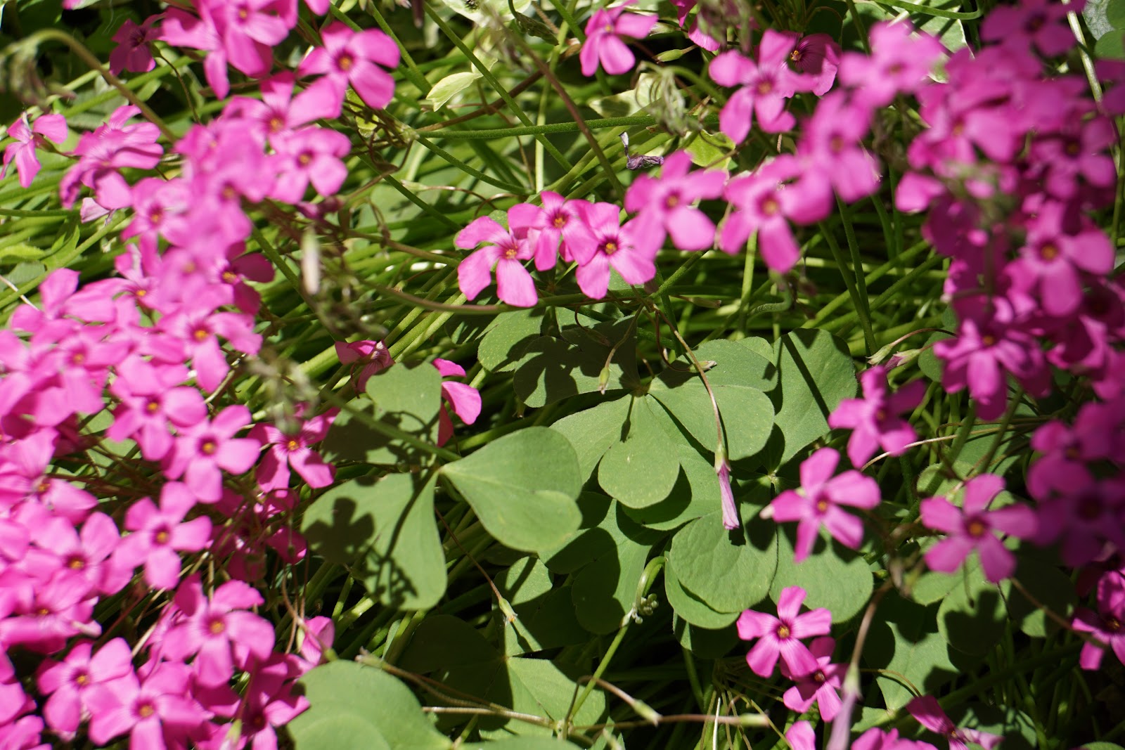 Plantas de Huerta Otea, Salamanca: Vinagrillo rosado, pan de cuco ...