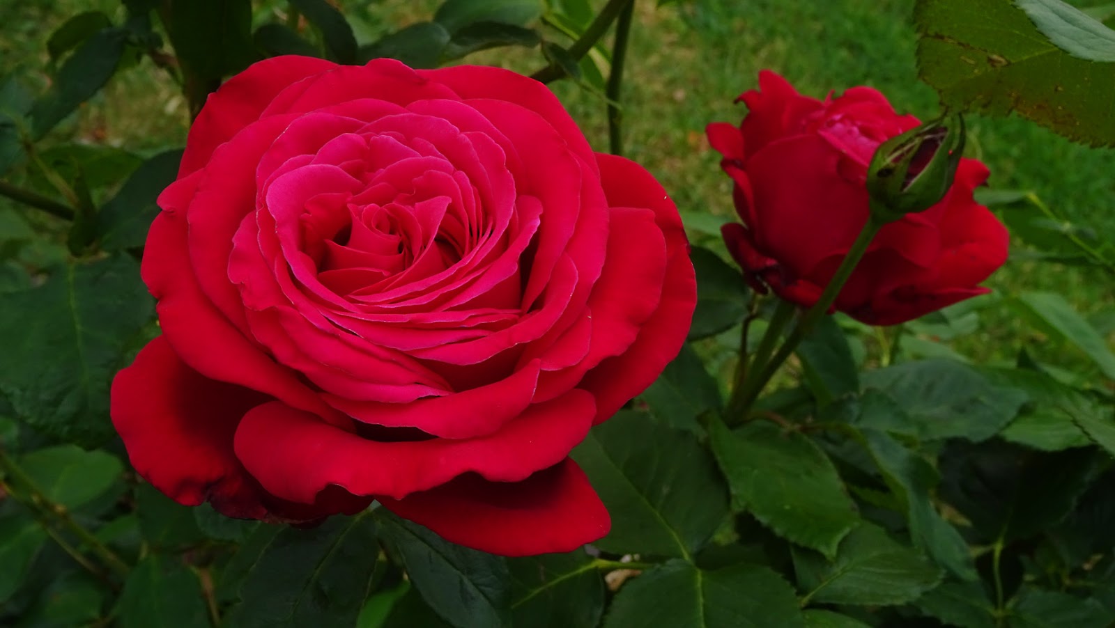 FLORAL FRIDAY FOTOS: FFF266 - 'FIREFIGHTER' ROSE