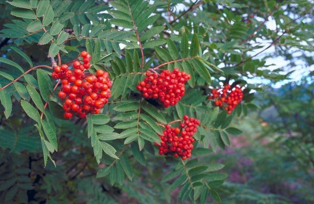 Fruit Warehouse: Rowan